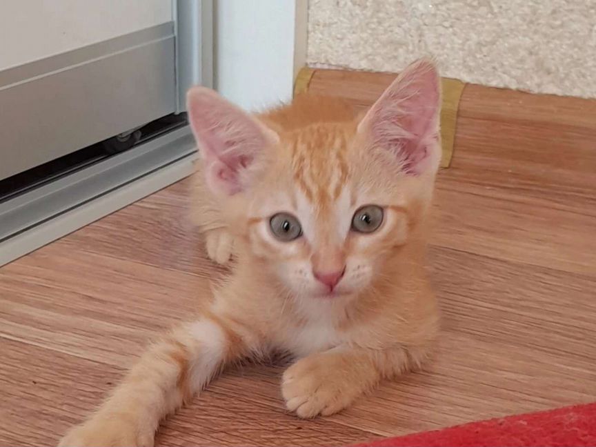 Шикарные рыжики мальчики