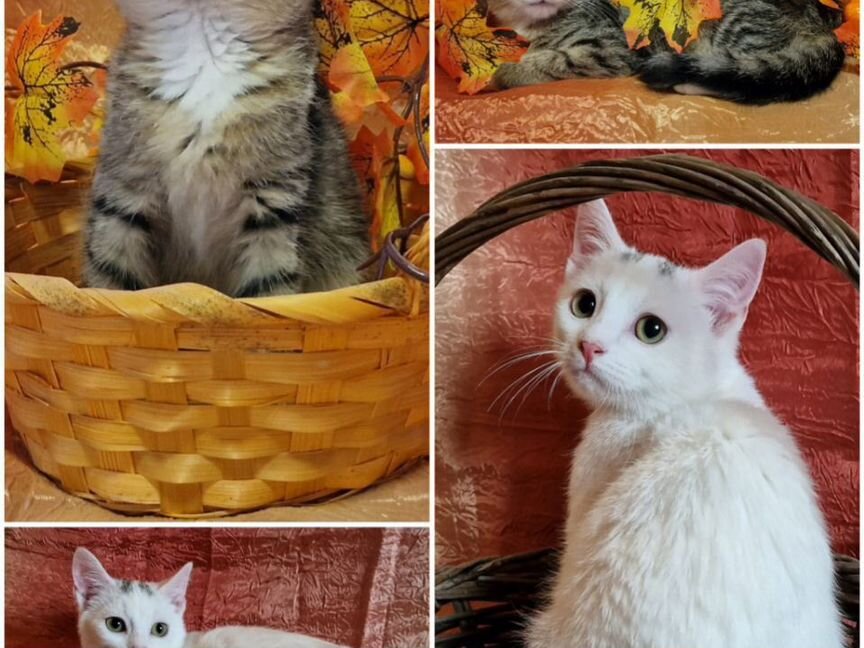 Кошки котята кот