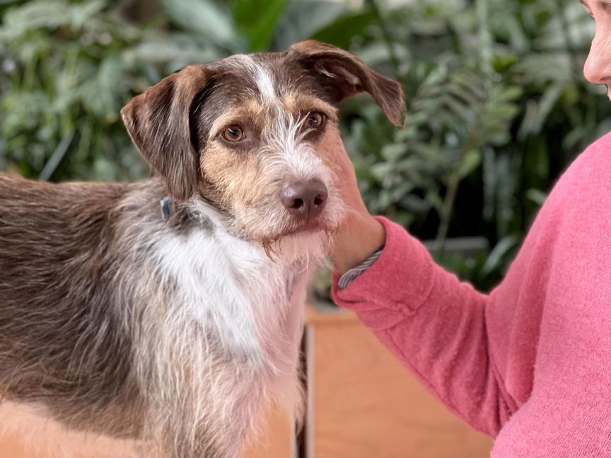 Красавец Леша в добрые руки