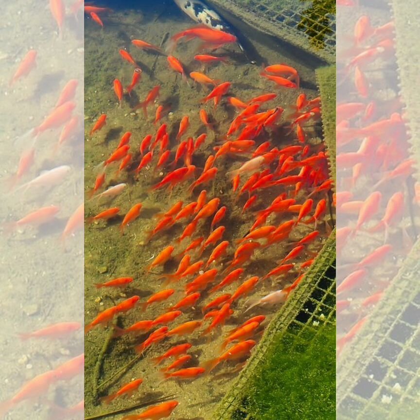 Кометы вуалехвостые