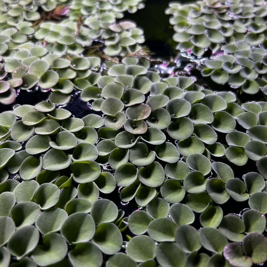 Аквариумное растение сальвиния