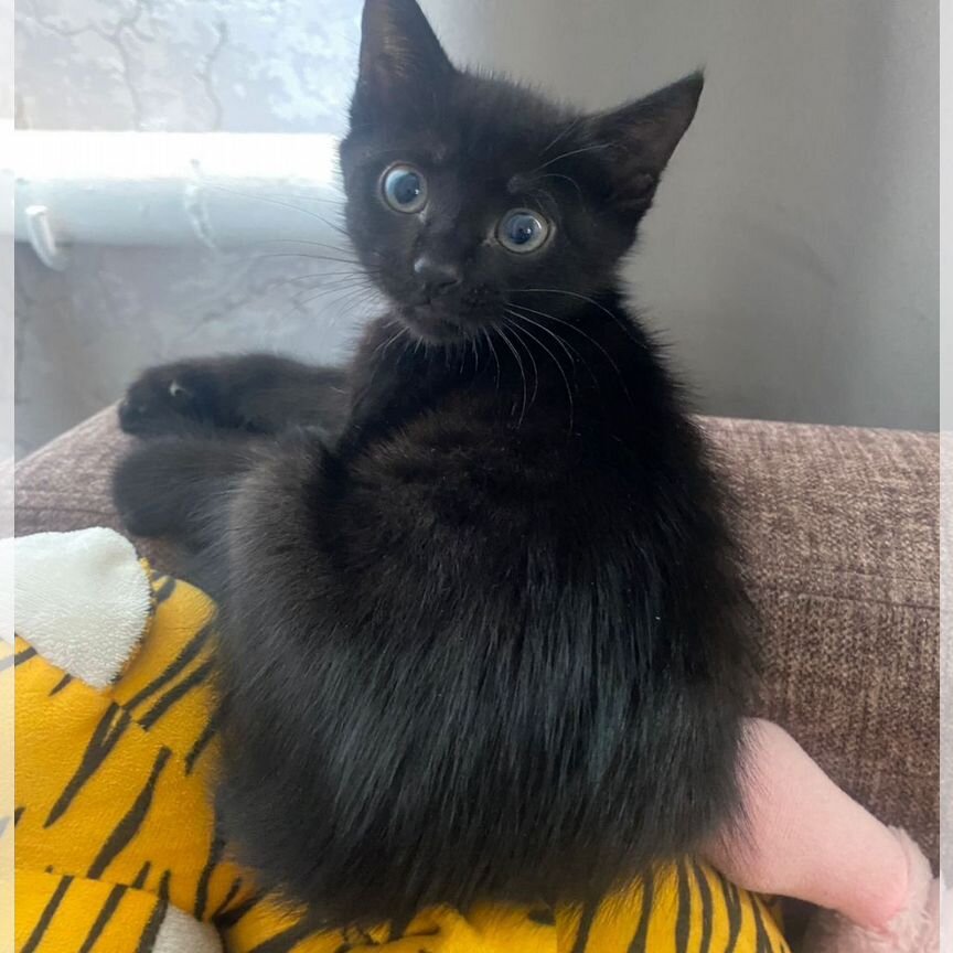 Отдам бесплатно котика
