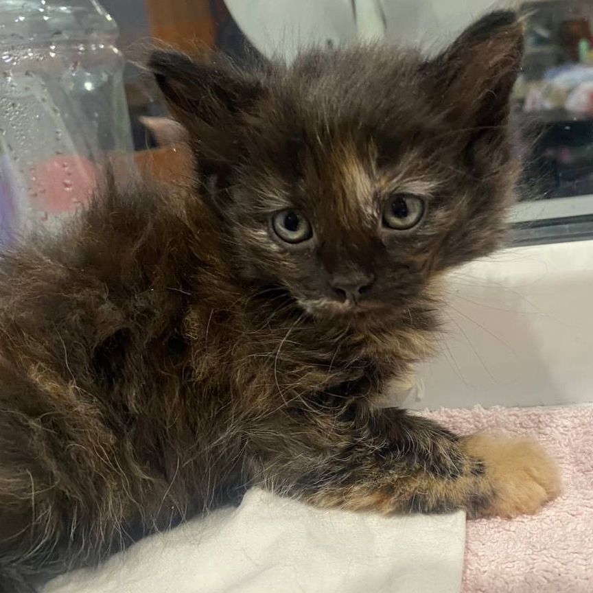 Котёнок в добрые руки