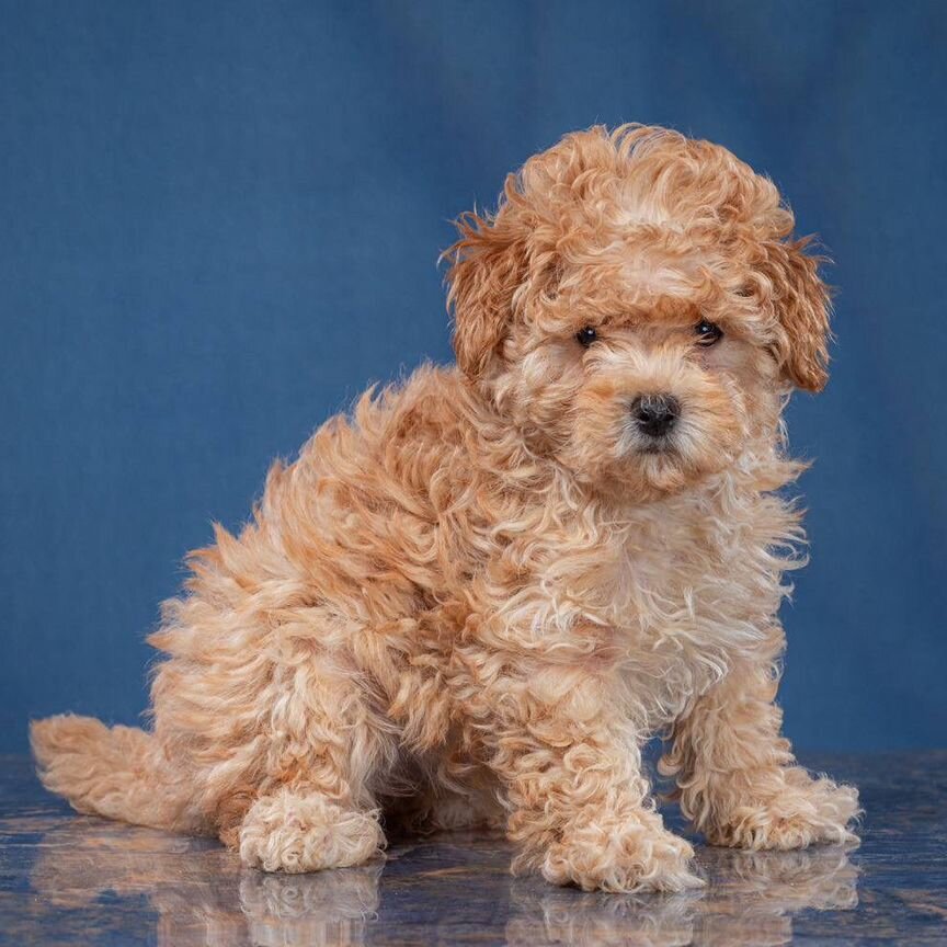 Той-пудель девочка