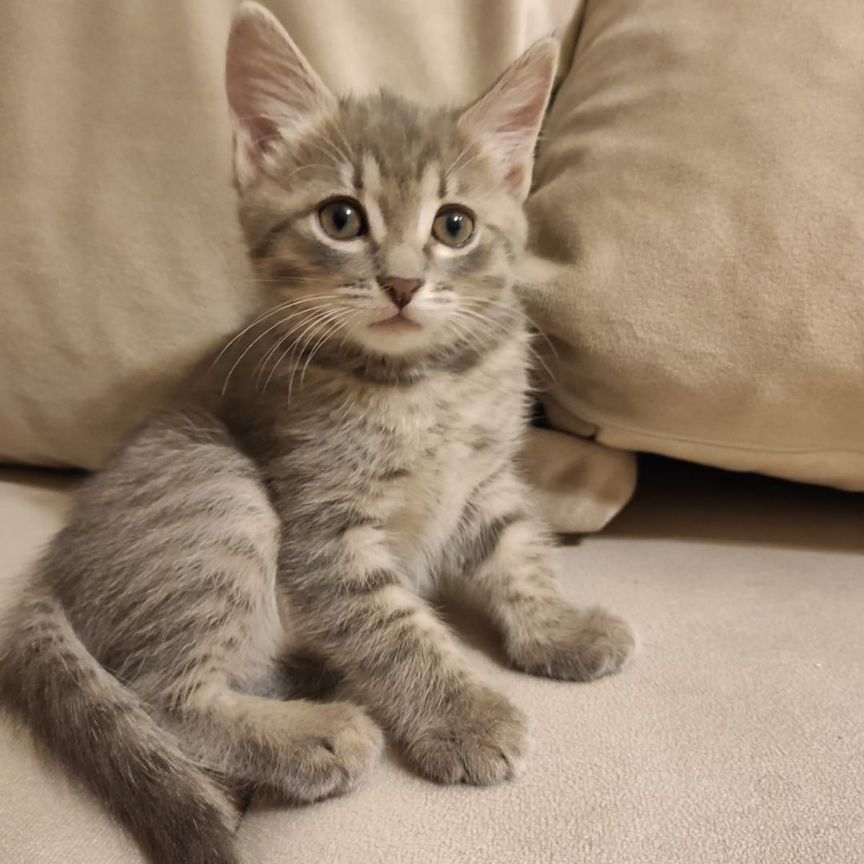 Маленькие кошечки