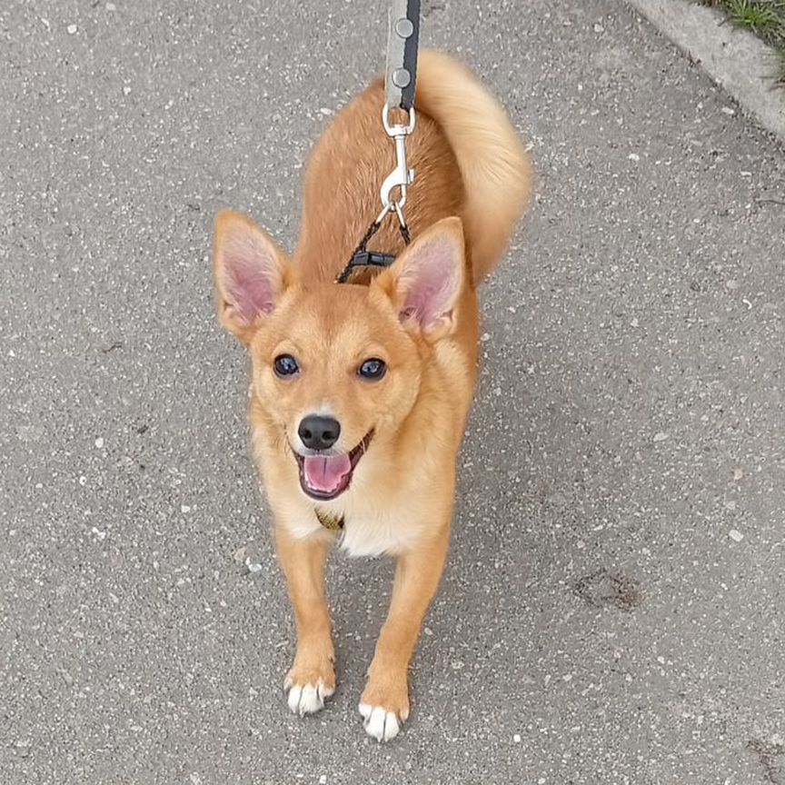 Джек-рассел-терьер, щенок