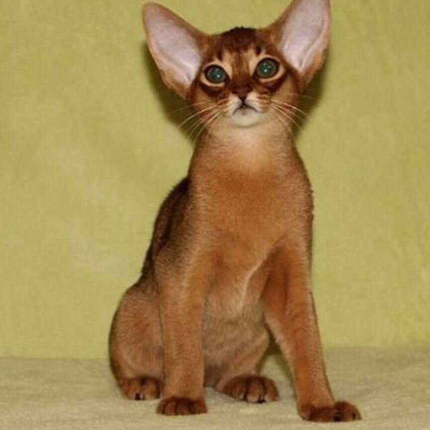 Абисинский котенок
