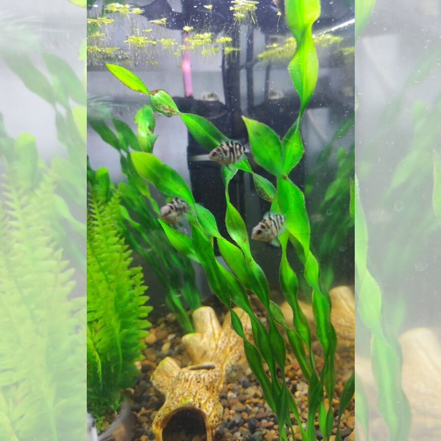 Аквариумные рыбки бесплатно