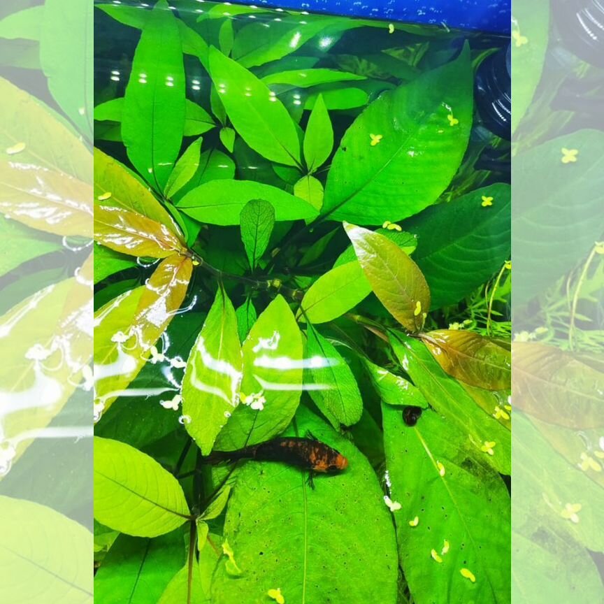 Лимонник в аквариум
