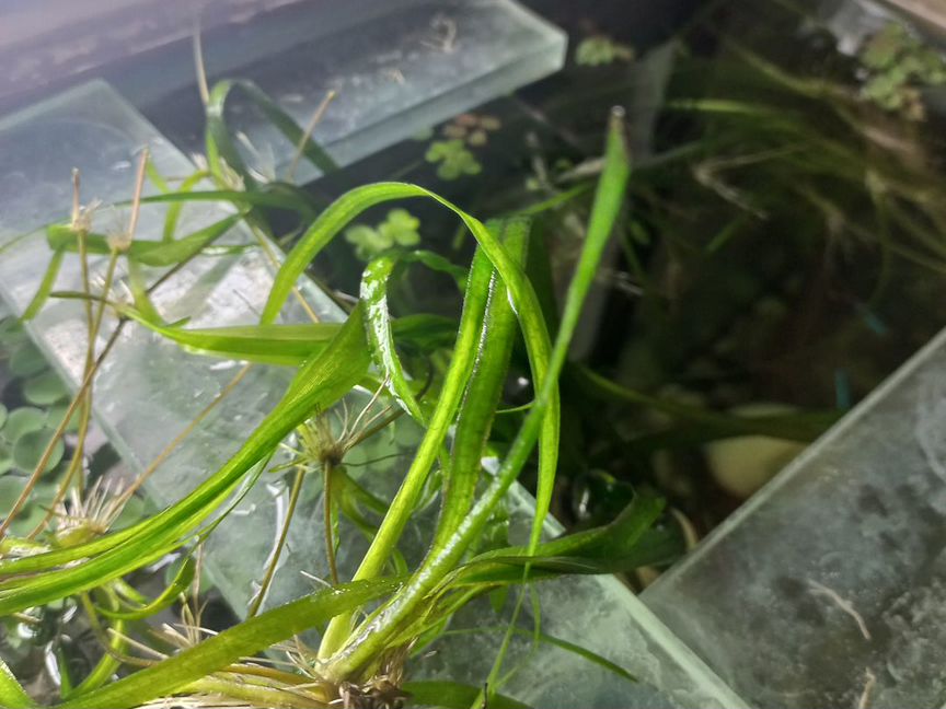 Аквариумные растения