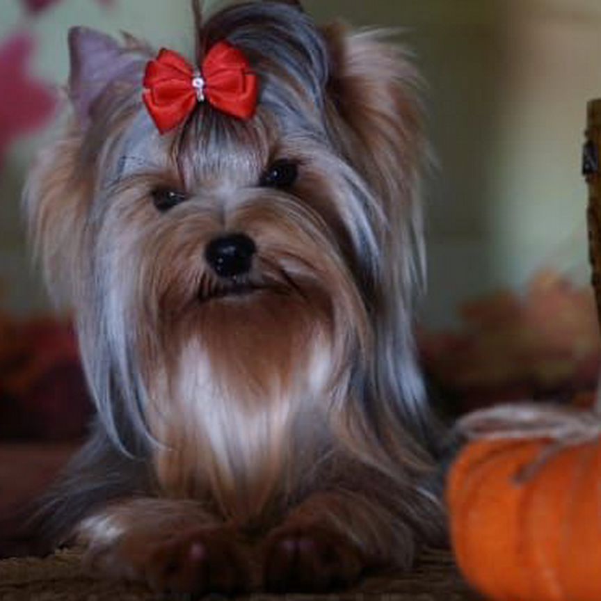 Йоркширский терьер