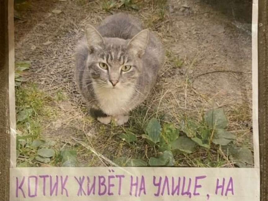 Котя очень хочет домой
