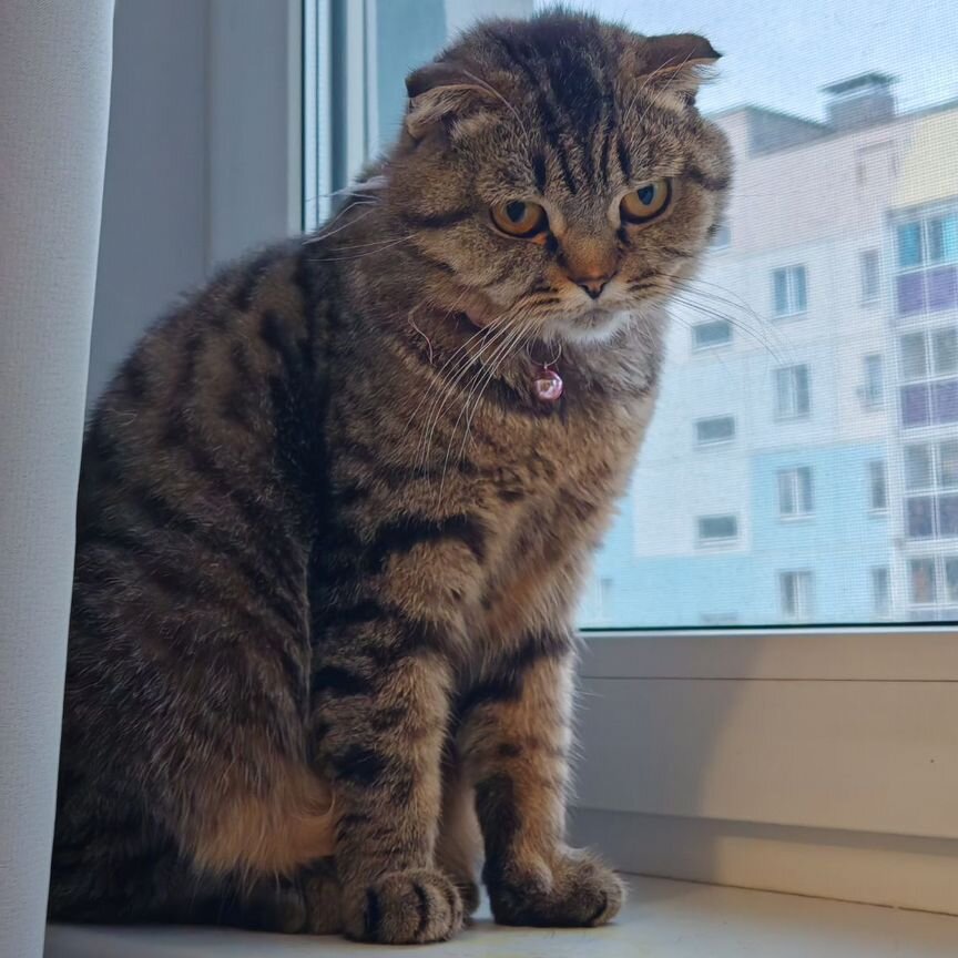 Шотландский вислоухий короткошёрстный котёнок