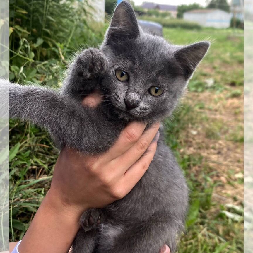 Котёнок в добрые руки