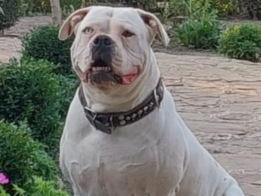 Американский бульдог щенки