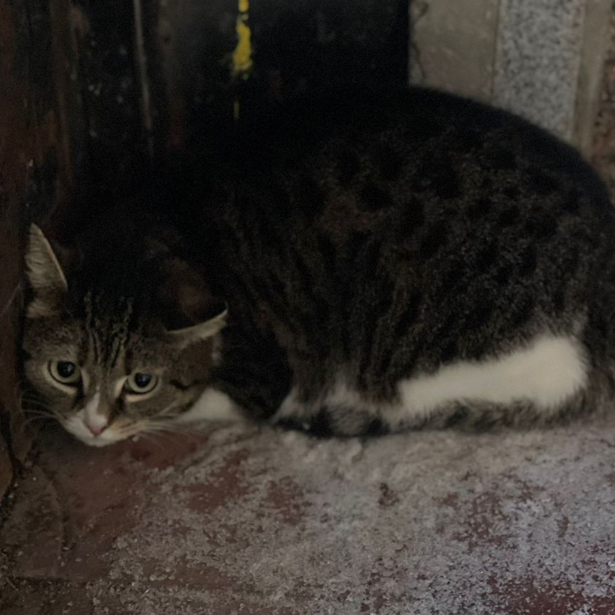 Взрослая, кошка в добрые руки