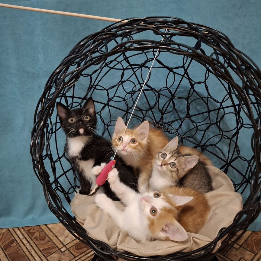 Котята - возраст 2 месяца