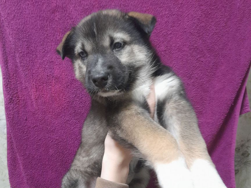 Сэм ищет семью