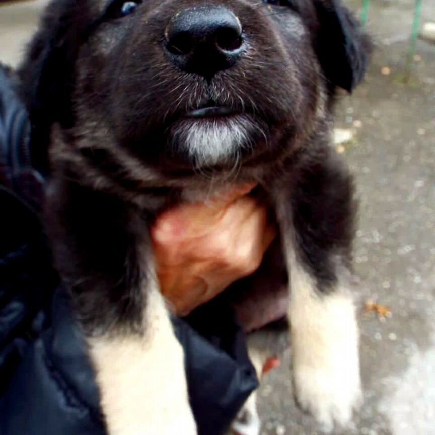 Щенок Бакс в добрые руки