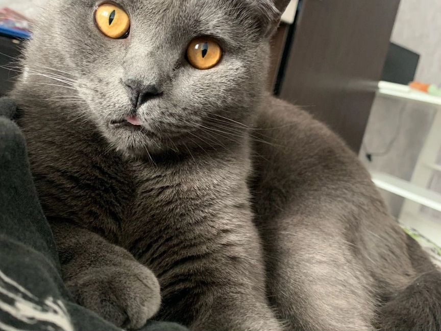 Британский кот