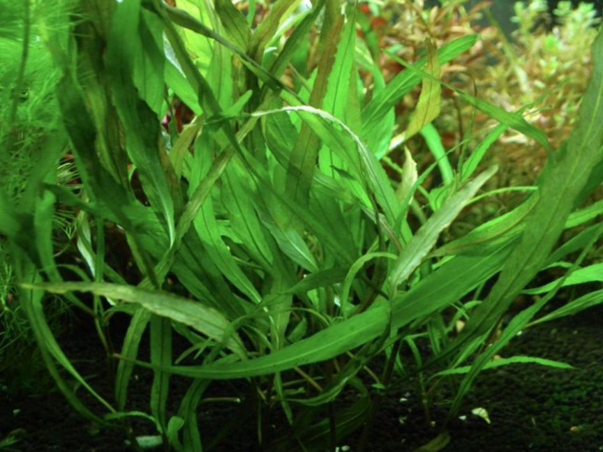 Аквариумное растение