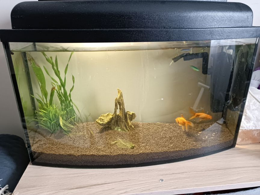 Аквариум со всем содержимым