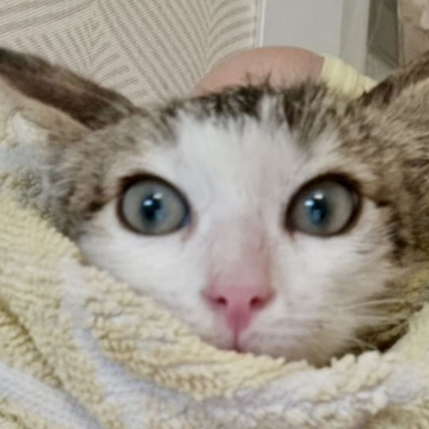Европейский короткошёрстный котёнок
