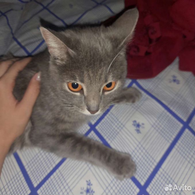 Кошка девочки, умная