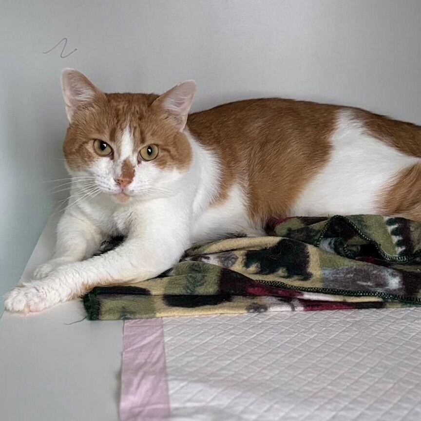 Взрослый кот в добрые руки