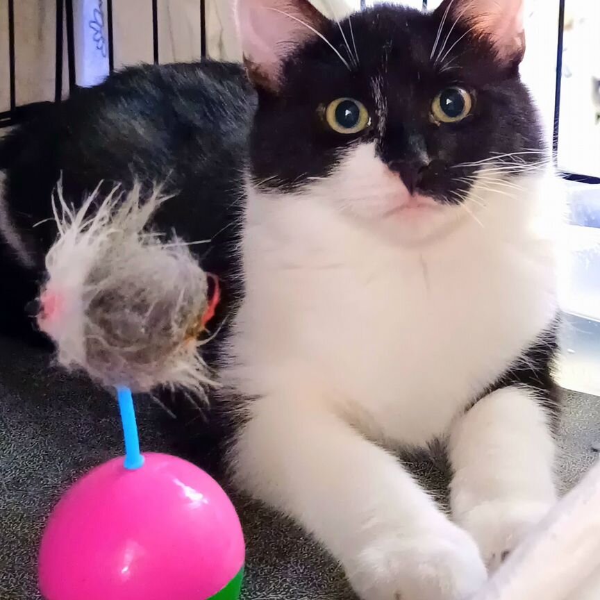 Котенок весёлый, ласковый, маркиз, около 4 мес