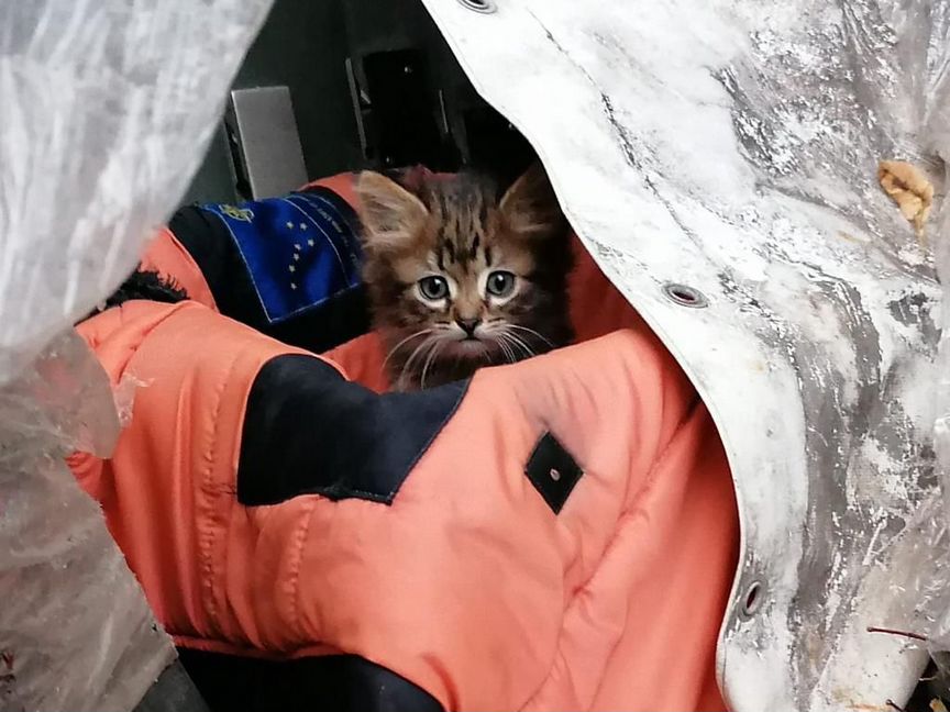 Котята пушистые в добрые руки