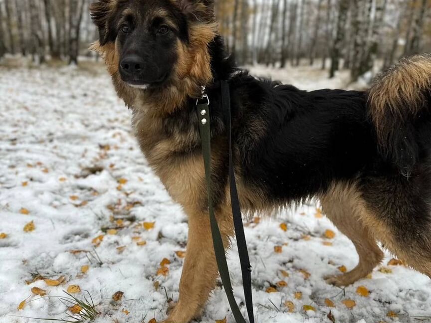 Молодой пес из приюта