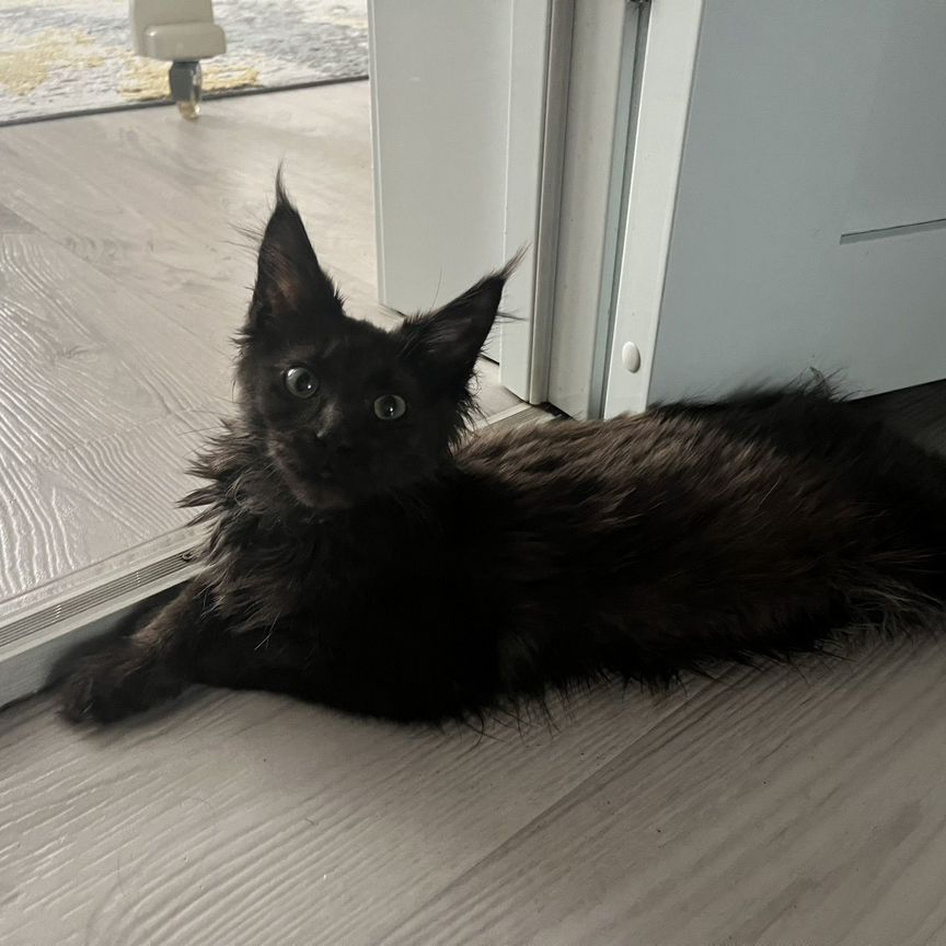Котенок Мейн Кун