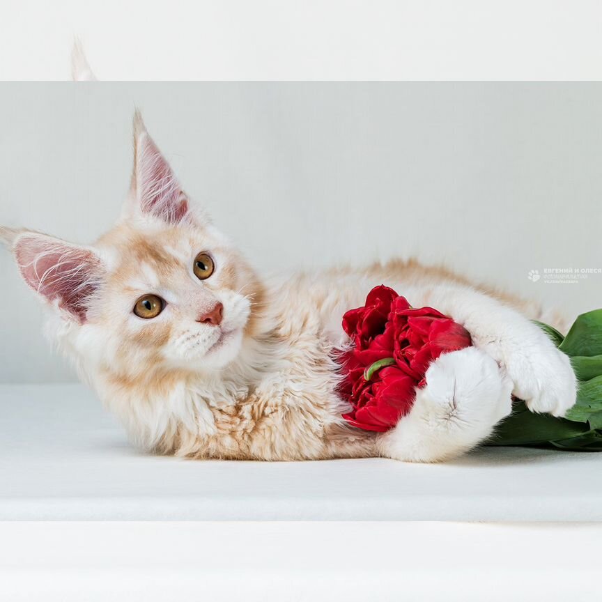 Котик Мейн-кун Зевс