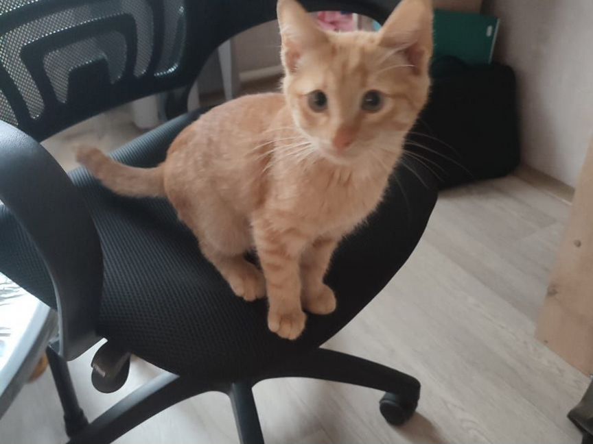 Котик 4 мес