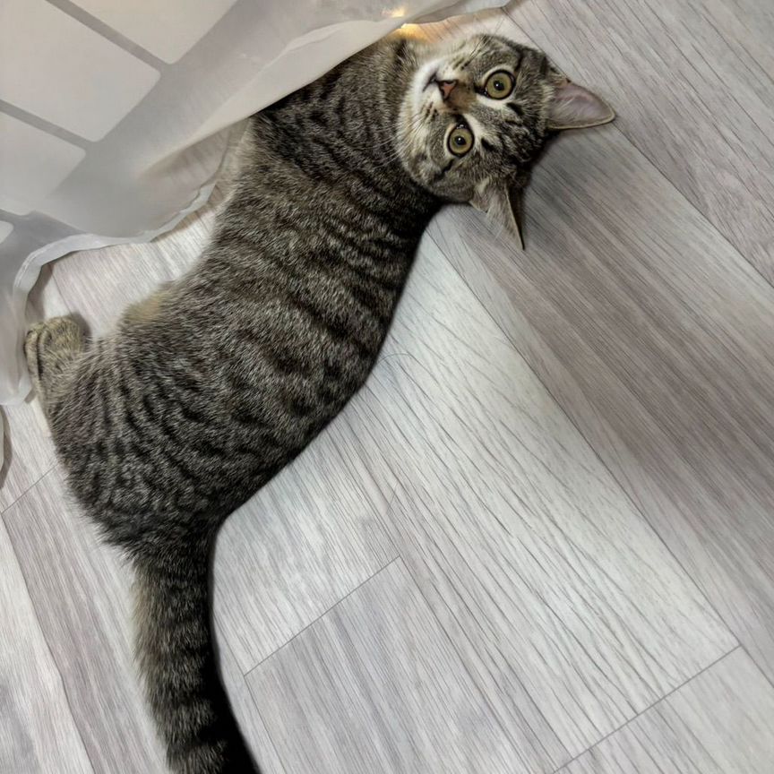 Котенок девочка, кошка