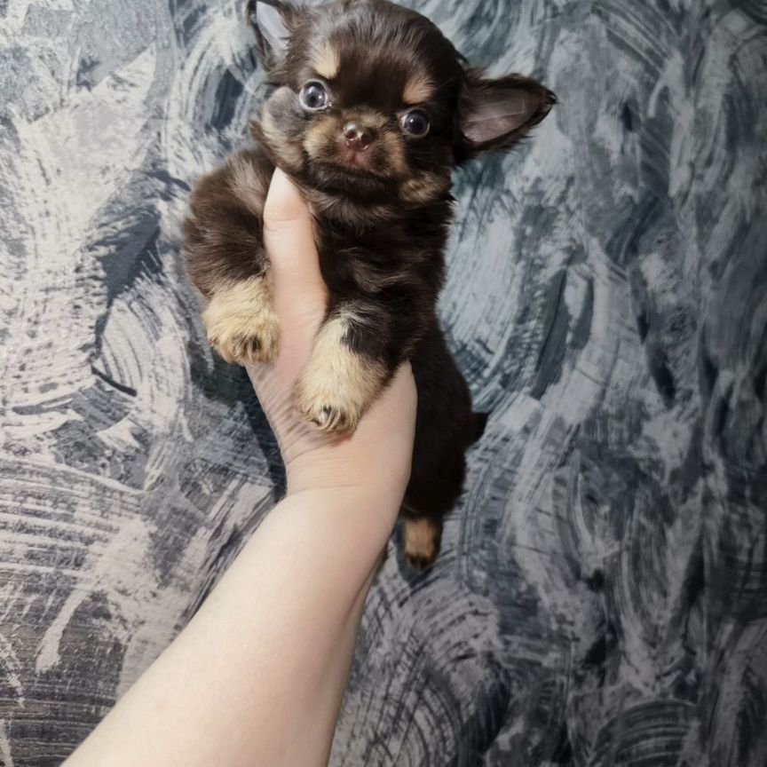 Мини мальчик Чихуахуа