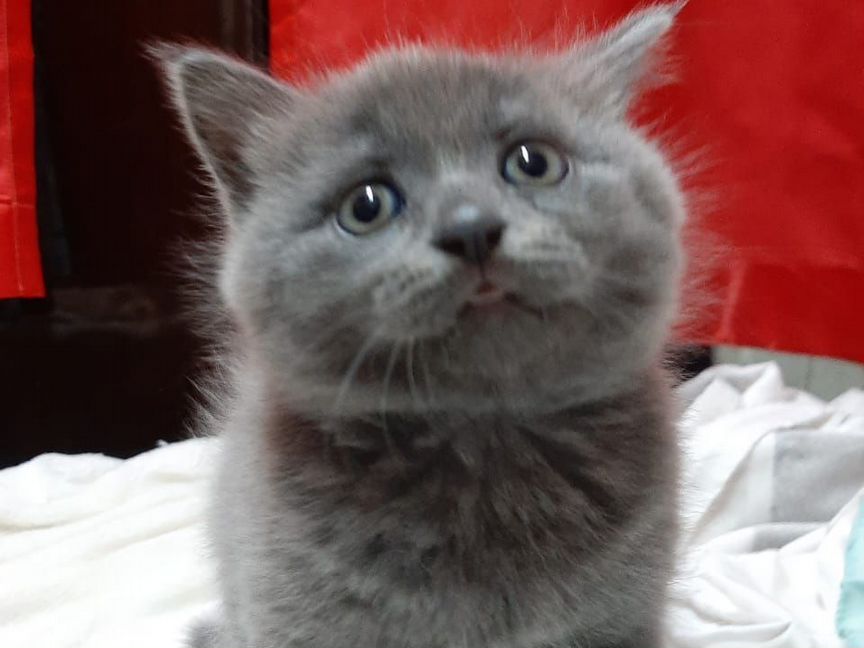 Британец помесь