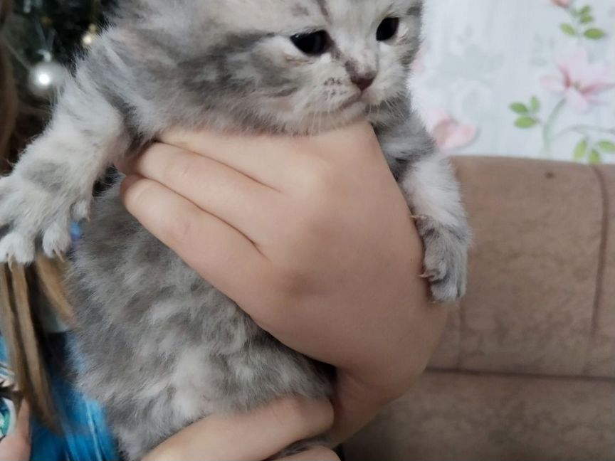 Шотландские котята