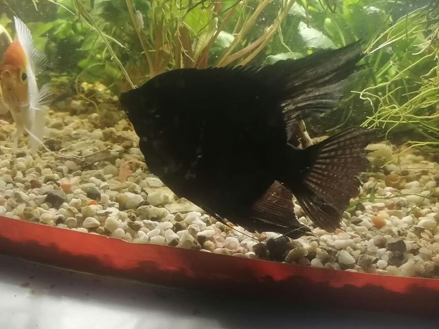 Рыбки скалярии