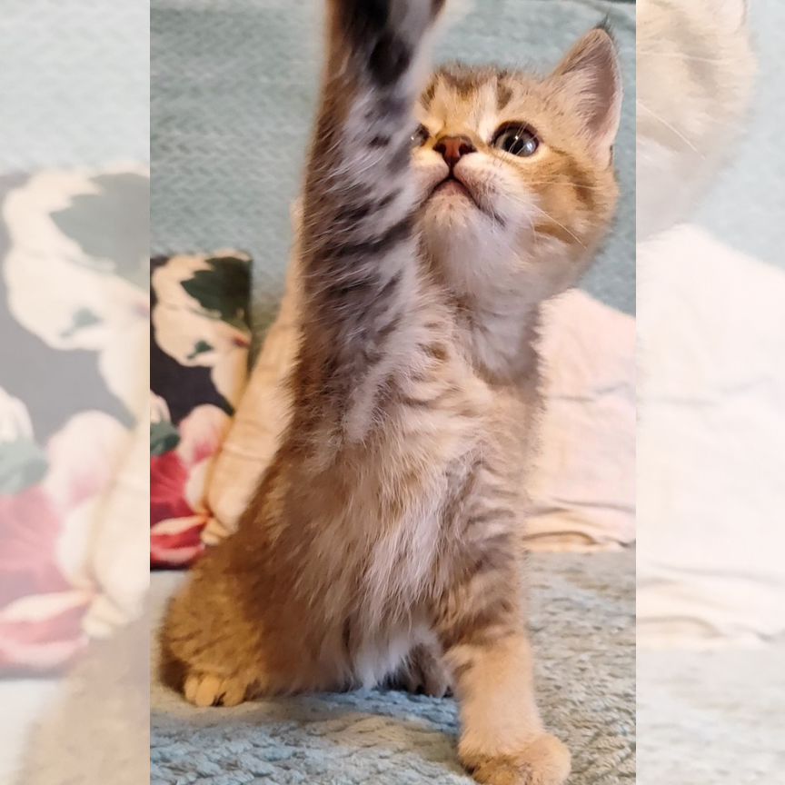 Шотландский прямоухий короткошёрстный котёнок