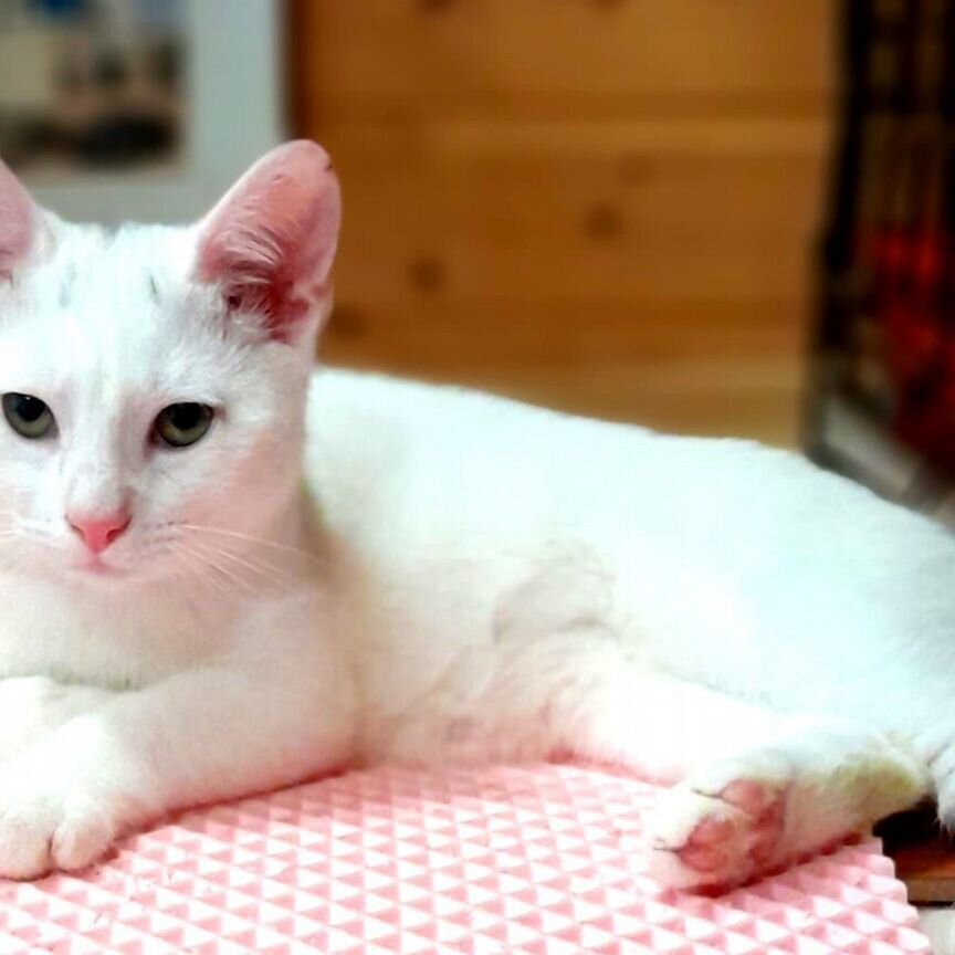 Котенок беляшик