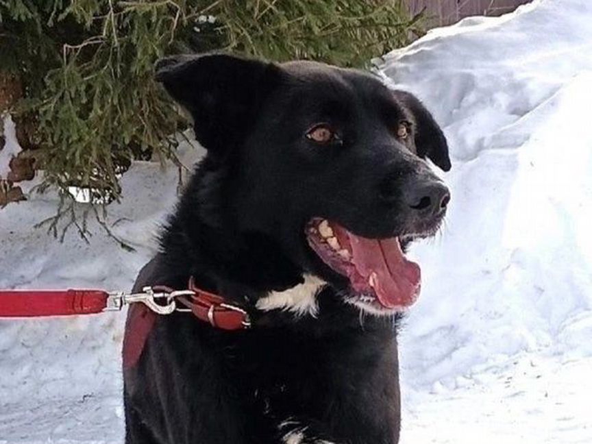 Компанейский Сэм нуждается в семье