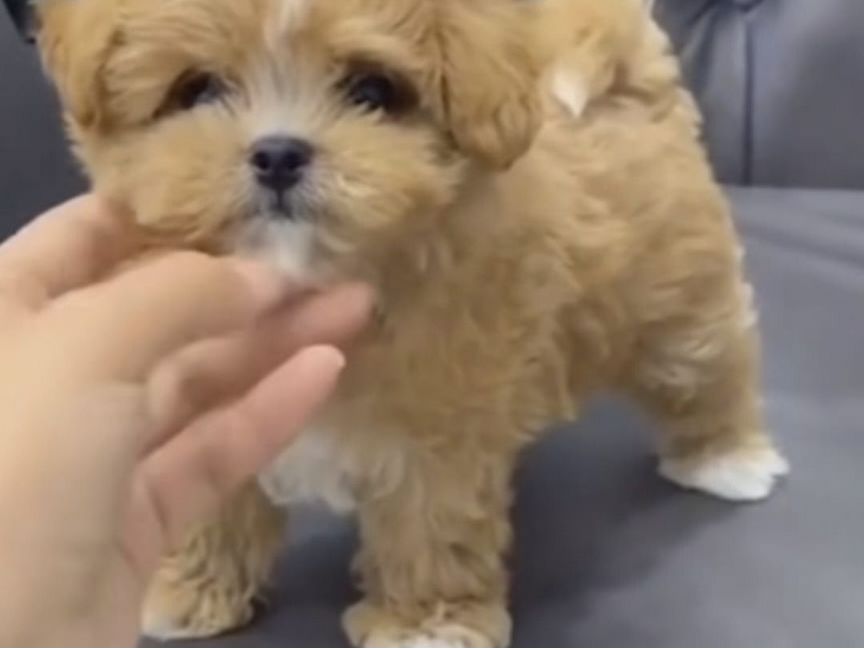 Maltipoo F1 mini VIP щенки