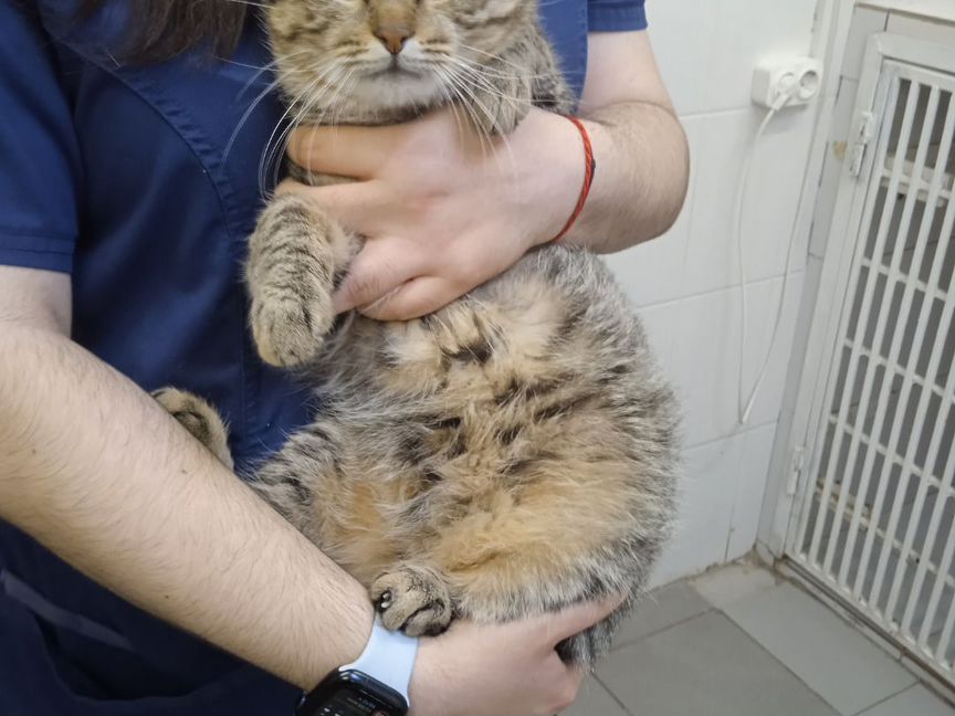 Ласковый кот. Умер хозяин