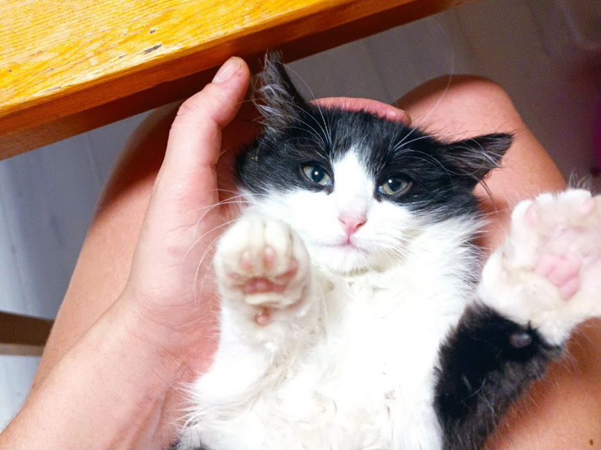Котята отдам бесплатно