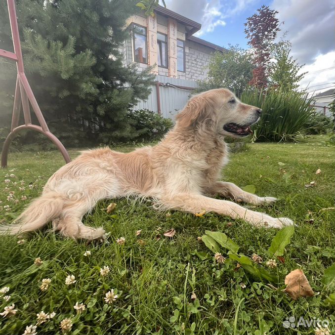 Найден золотистый ретривер