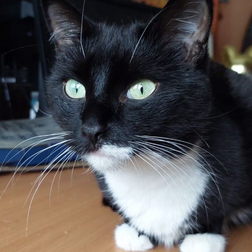Кошка