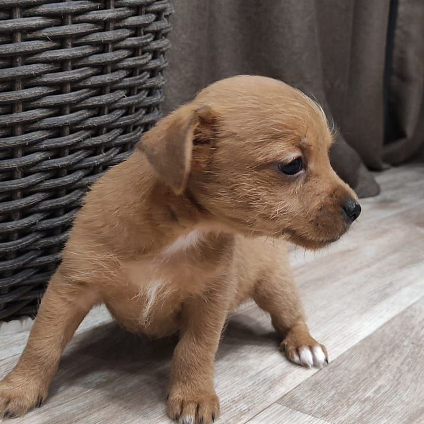 Продам щенков