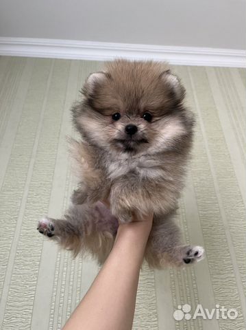 Шпиц крошка енот